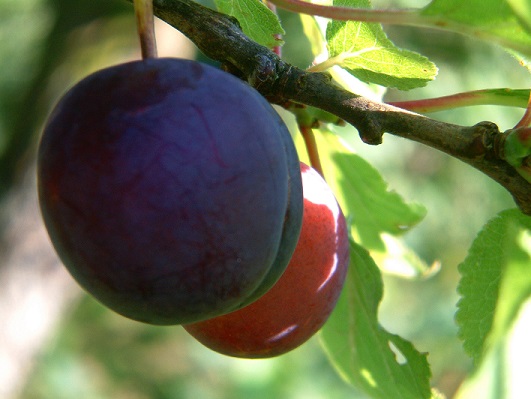 How to Grow Plums | The Vegetable Plot