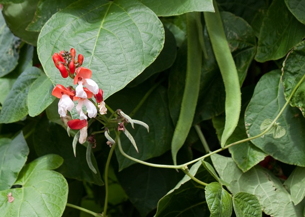How to grow Runner Beans | The Vegetable Plot